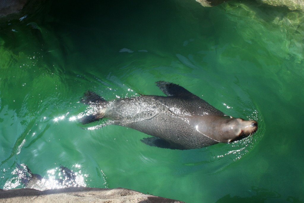 #TulsaZoo: Tiger, Seals & a Gator - My Crafty Zoo